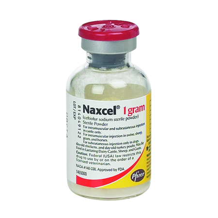 Naxcel Sterile Powder