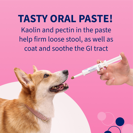 Proviable-Forte Kit for Dogs over 20 lb, 30mL Paste and 15 Capsules