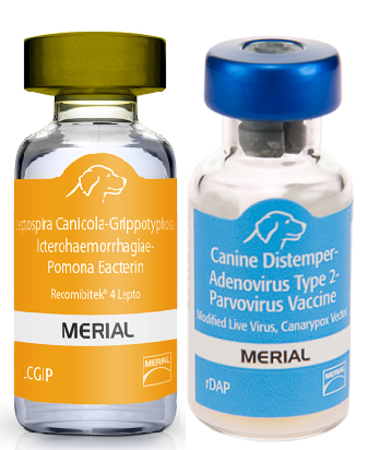 Recombitek Canine C7 Distemper Adeno Parvo + Lepto 4