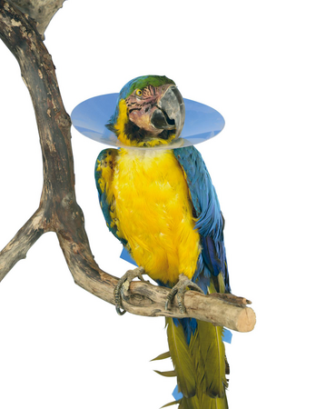 BUSTER Elizabethan Collar for Birds, 140mm