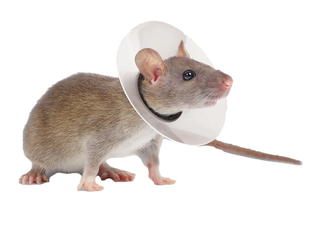 Saf-T-Shield Collar for Rodents, 3 3/4 in